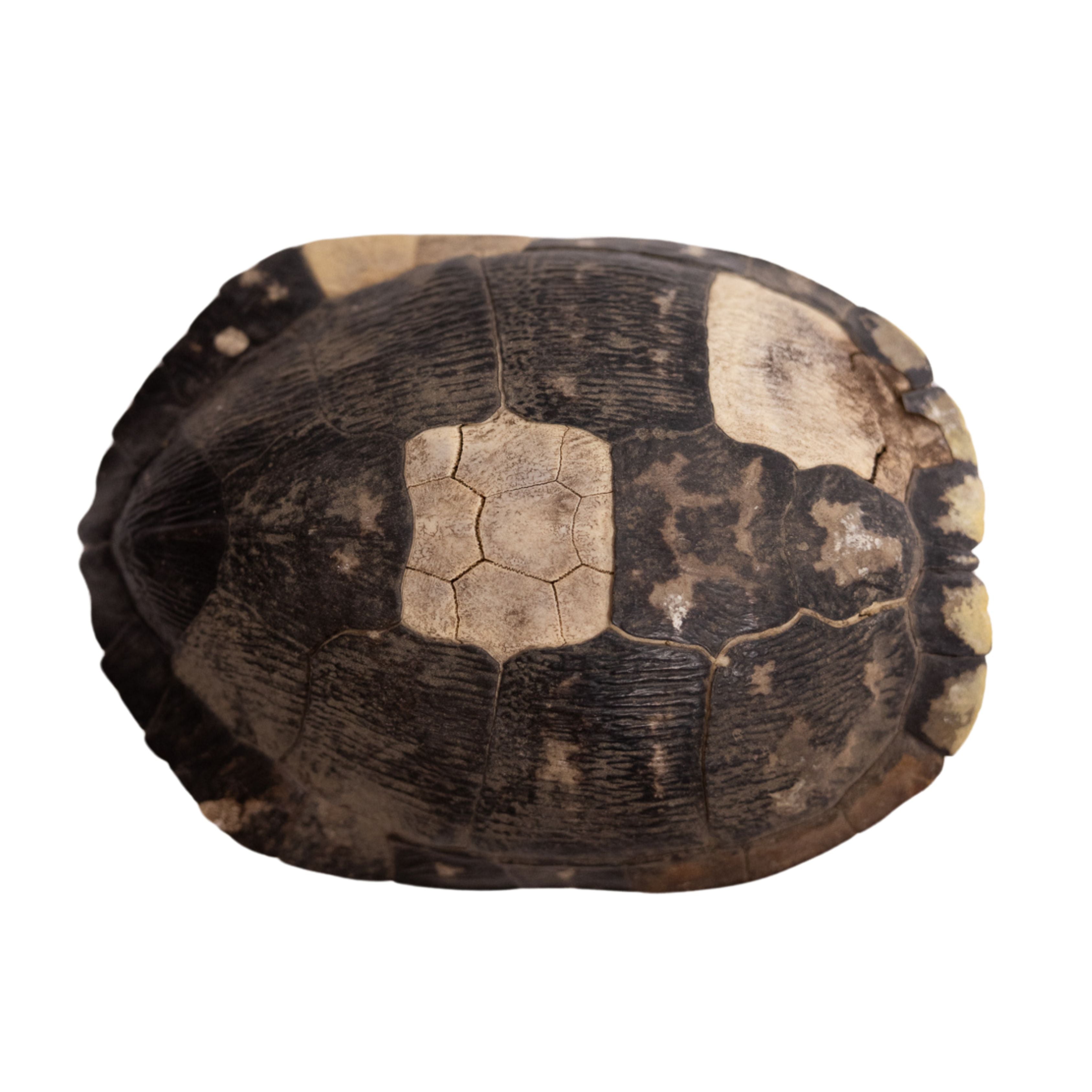 Decorative Turtle Shell – Young At Hart Vintage